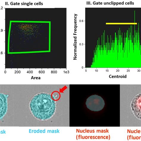 Pdf Determination Of Cell Nucleus To Cytoplasmic Ratio Using Imaging Flow Cytometry And A