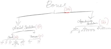 Classification Of Bones Pdf