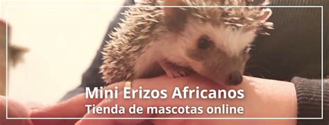 Venta De Erizos Venta De Erizos Africanos Stgo Chile