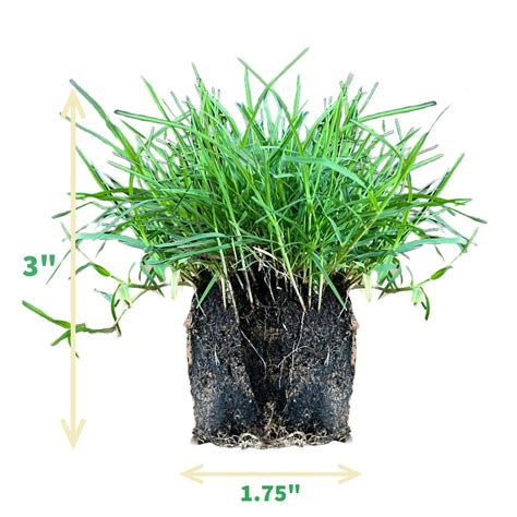 Tahoma 31® Bermuda Grass Plugs Cold Hardy And Drought Tolerant The