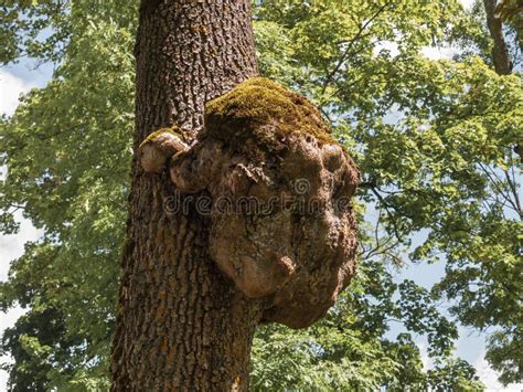 Tree Burl In The Forest Stock Image Image Of Plant