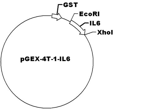 Pgex 4t 1 Il6 Fl Plasmid Pgex 4t 1 Il6 Fl Pgex 4t 1 Il6 Fl Plasmid Pgex 4t 1 Il6 Fl Sequence