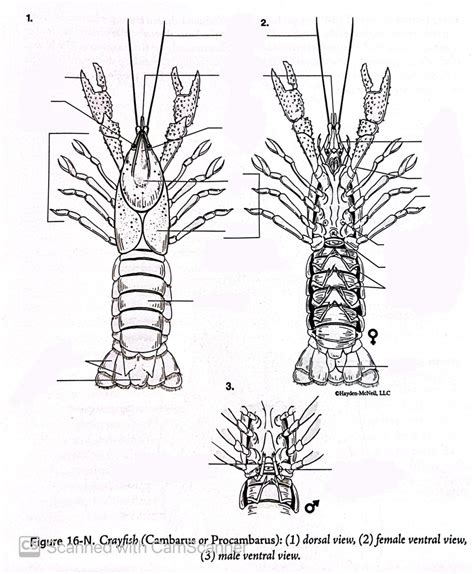 Phylum Arthropoda Diagram Quizlet