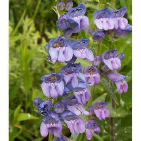 Rocky Mountain Penstemon Wildflowerannualfull Sun 250 Seeds 14 Gram