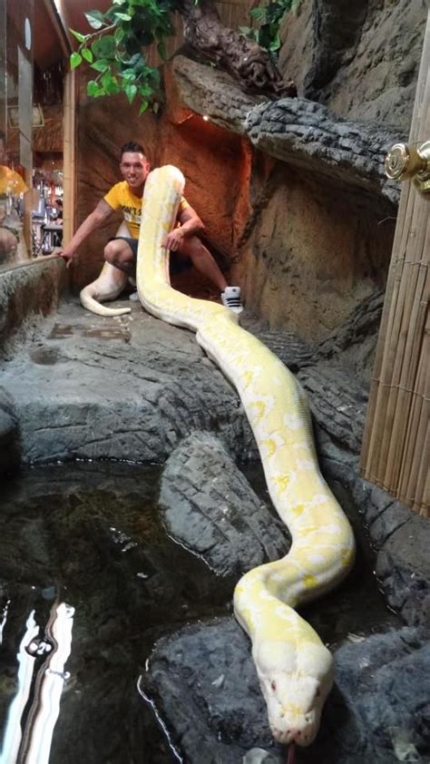 World Record Reticulated Python