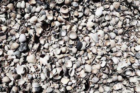 Premium Photo Shells From Gastropods Of Bivalve Molluscs Living In