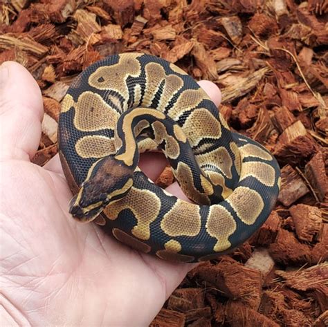 Normal Ball Python By Delmarva Ball Pythons