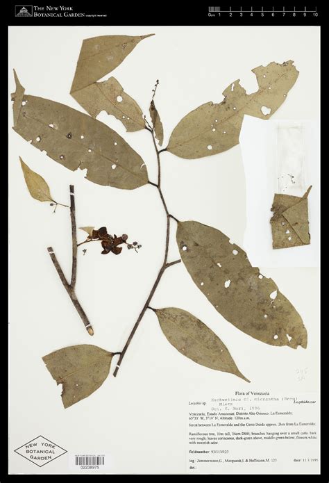 Eschweilera Micrantha 花言葉，毒性，よくある質問 Picturethis