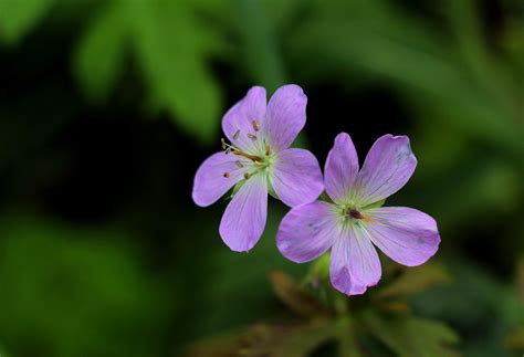 Geranium Maculatum Espresso Free Photo On Pixabay