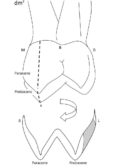 Plane Of Section Through A Deciduous Maxillary Second Molar And Download Scientific Diagram