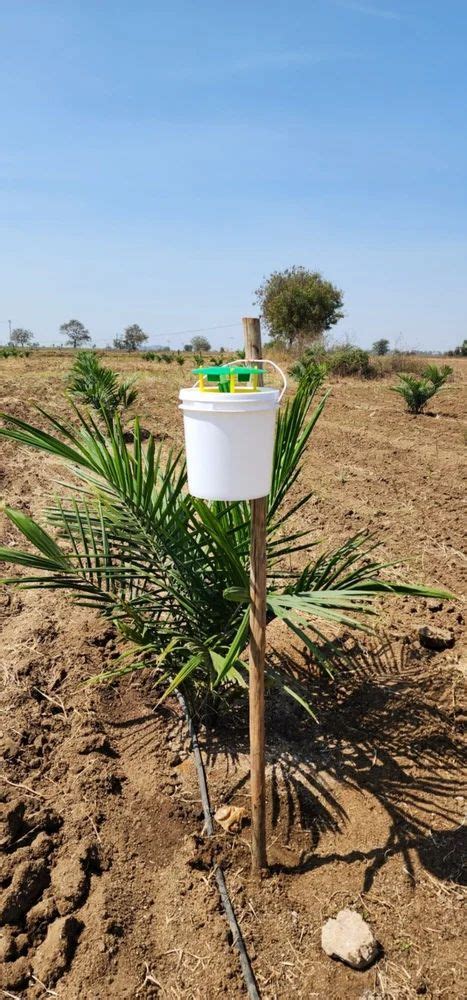 Bucket Trap For Beetles Weevils Oryctes Rhinoceros Rhynchophorus Ferrugineus At ₹ 160