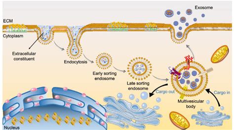 Scheme Of The Biogenesis Of Exosomes The Cell Membrane Invaginates To