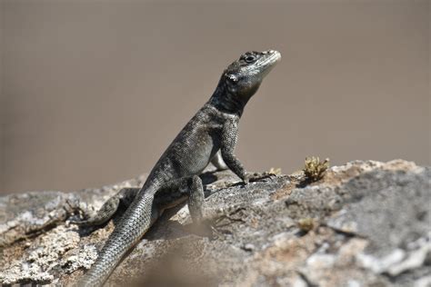 Tropidurus Sp Zoochat