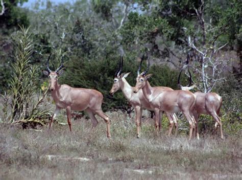 Hirola Breeding And Re Wilding Program