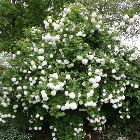 Viburnum Opulus Roseum Snowball Tree A Stunning Ornamental Shrub For