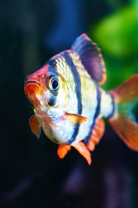 Akvariefiskar Barbus Puntius Tetrazona Fotografering För Bildbyråer Bild Av Skål Angus 39671199