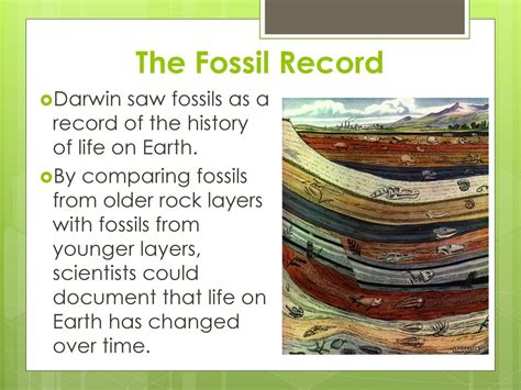 Fossil Layers Darwin At Patrice Hassinger Blog