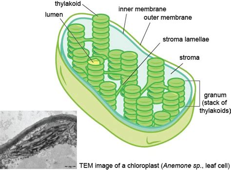 Biology The Light Dependent And Light Independent Reactions Shmoop