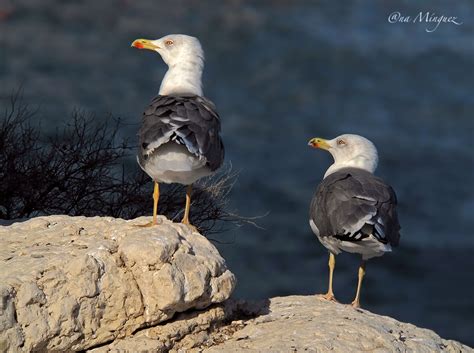 Naturanafotos Benidorm