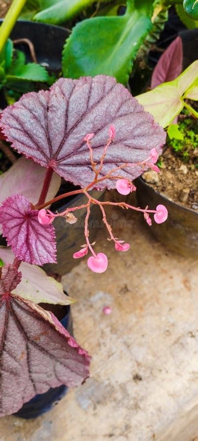 Pretty Tiny Red Flower Part Five Stock Image Image Of Five Tiny 291174463