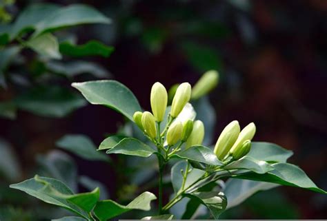 Murraya Paniculata Hedge Problems Pests And Diseases Ultimate Backyard