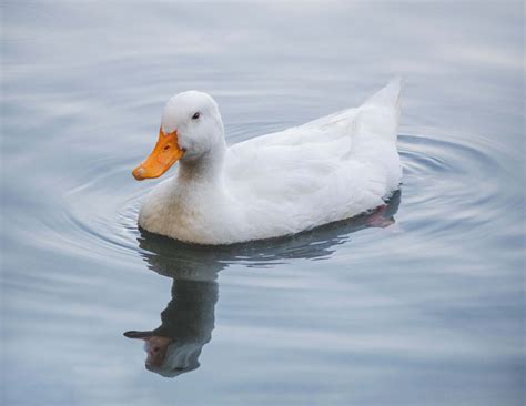 200 Duck Backgrounds