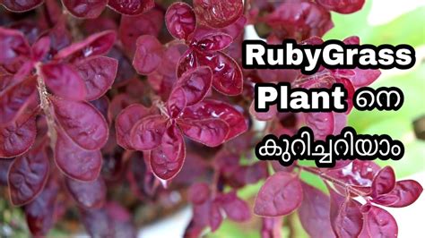 Ruby Grass Ruby Leaf Plant Care In Malayalam Av Vlogs By