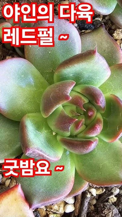 오늘도 수고 많으셨습니다 ~ 임영웅 파종이 실생 다육 다유기 다육이 다육식물 반려식물 다육판매 다육이판매 다육이키우기 다육인스타그램 매혹이 청주