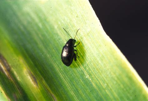 Corn Flea Beetle Management Best Practices For Farmers