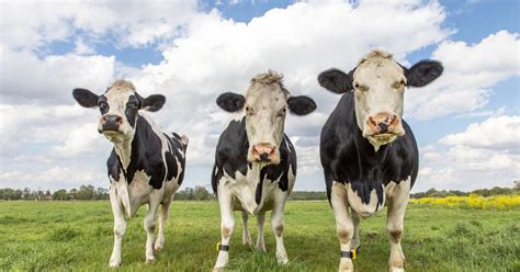 aggressive cows reportedly attacking people on popular colorado trail