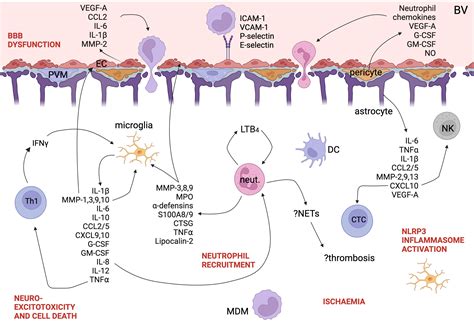 Frontiers Recent Advances In Understanding The Human Host Immune Response In Tuberculous