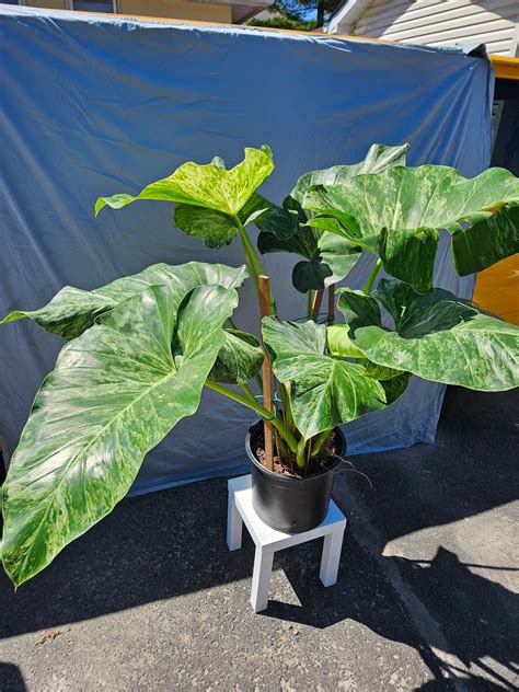 12 Philodendron Giganteum Blizzard Tropical North Plants