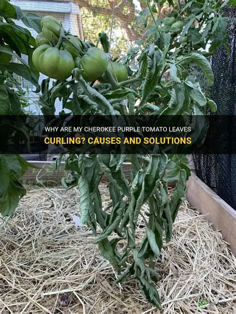 Why Are My Cherokee Purple Tomato Leaves Curling Causes And Solutions
