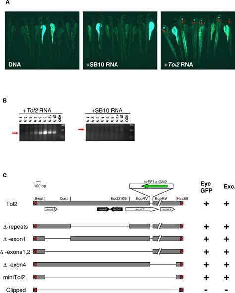 Functional Characterization Of Tol2 Transposon Sequences Using A Download Scientific Diagram