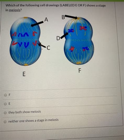 solved what structure are you most likely to observe while