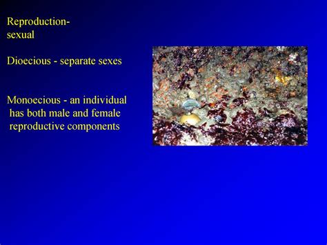 Sponges Porifera Ppt Download