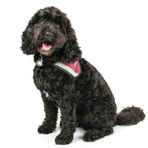 Cockapoos For Adoption Near You Rehome Or Adopt A Cockapoo Pet