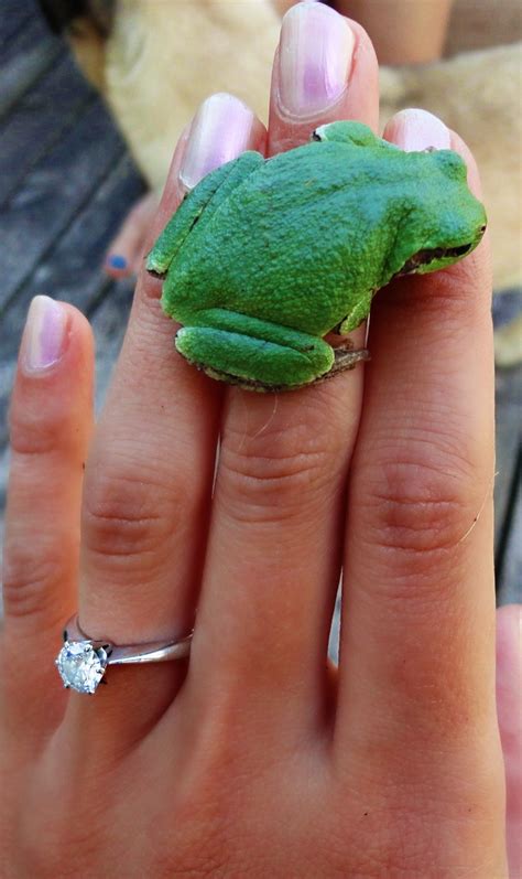 Ribbit🐸 Cute Frogs Frog Furry