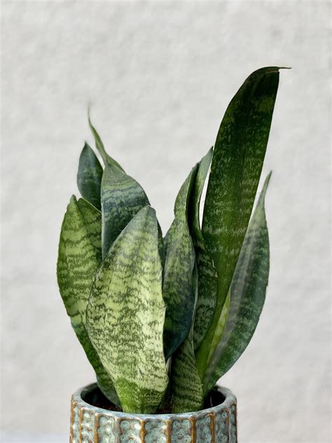 Sansevieria Zeylanica Jungle Boogie