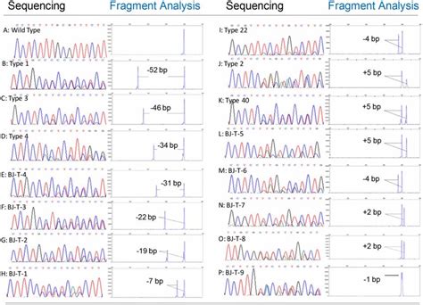 Sequencing Traces Show Heterozygous Mutation Of Calr Gene Scan