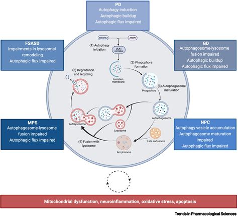 Lysosomal Storage Disease Testing Lab Dandk Organizer