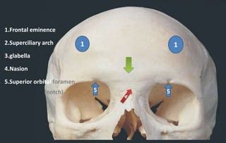 Skeleton On Head Bony Features Of Norma Frontalis 2018 Pptx