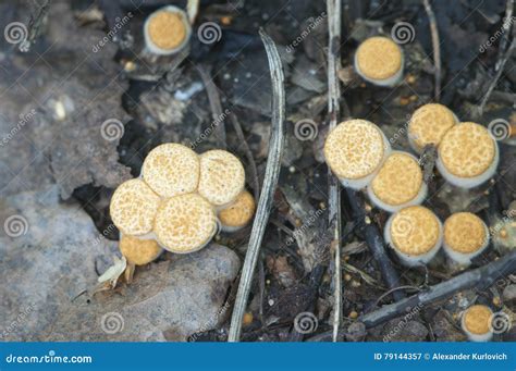 Crucibulum Laeve Stock Image Image Of Mushroom Laeve 79144357