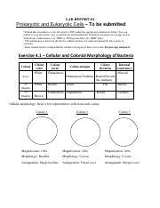 Lab Report Prokaryotic And Eukaryotic Cells Pdf LAB REPORT Prokaryotic And Eukaryotic