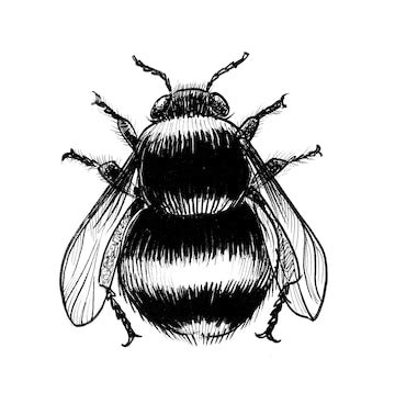Premium Photo Big Bumblebee Handdrawn Ink Black And White Drawing