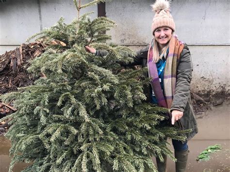 Quotlife Cycle Of A Christmas Treequot Free Printable Worksheet