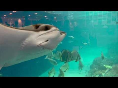 Acuario En Phoenix Arizona Youtube