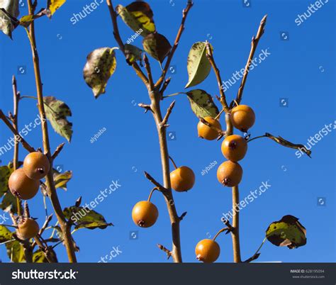 Pyrus Calleryana Fruit