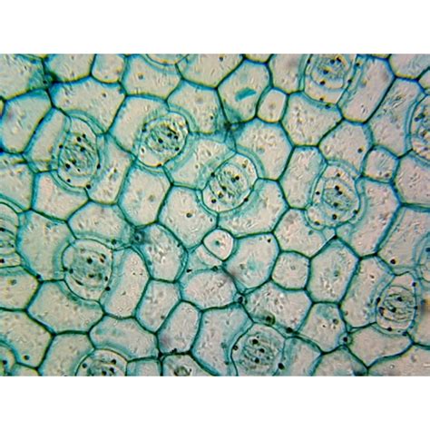 Stomata Microscope View