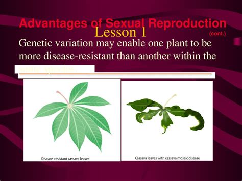Sexual Reproduction 5ap5 Ppt Download